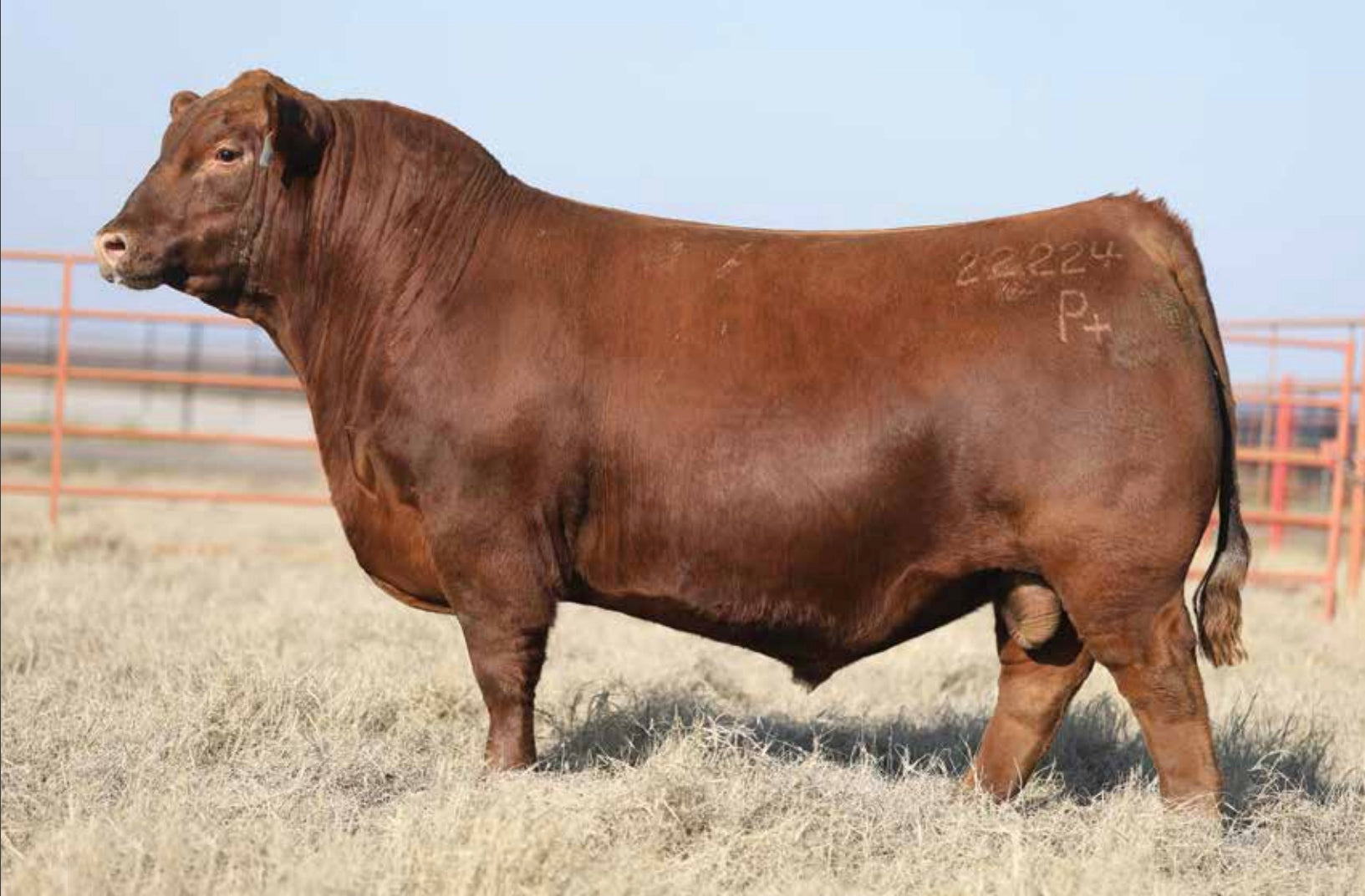 Bos Taurus Collection – Brahman Country Genetics