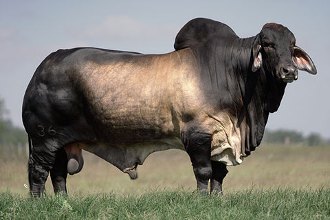 Brahman Country Genetics