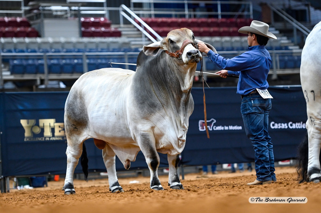 Brahman Country Genetics